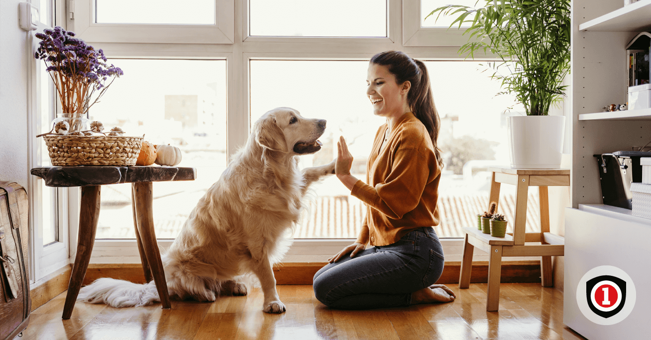 Do You Need Dog-Friendly Homeowners Insurance? | InsureOne
